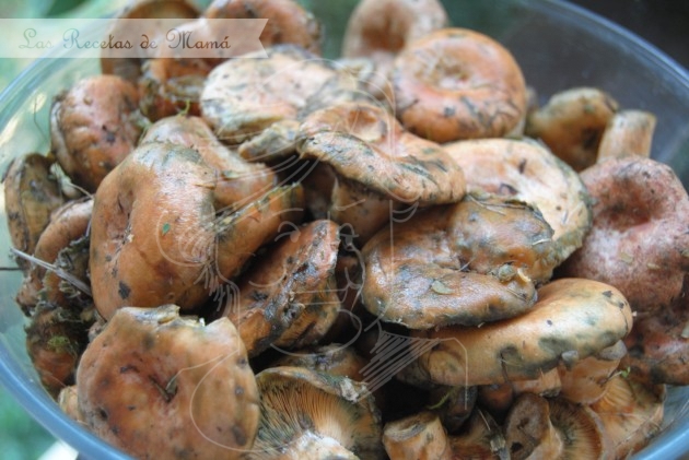 Níscalos | Las Recetas de Mamá